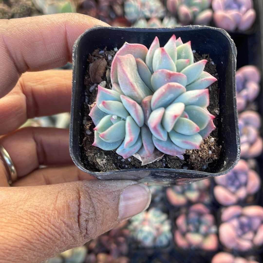 Adorable Succulent Cluster – Just Succ It