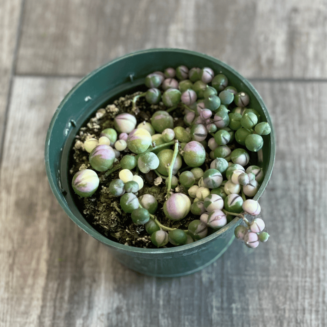Rare Variegated String of Pearls – Just Succ It